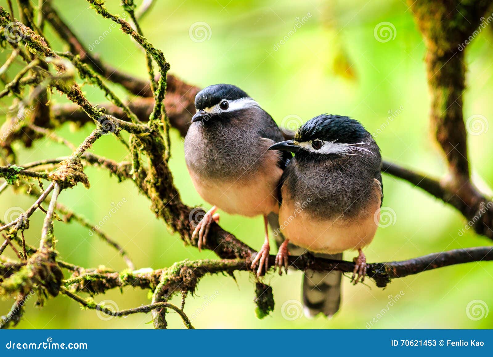 Couples of Birds/White-eared Sibias in Taiwan Stock Image - Image of ...