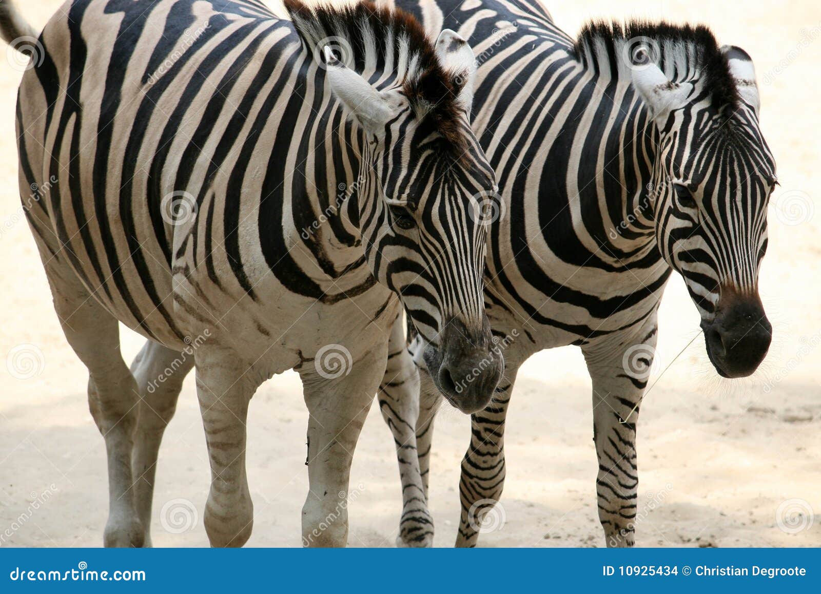 Couples courants de zèbre photo stock. Image du détail - 10925434