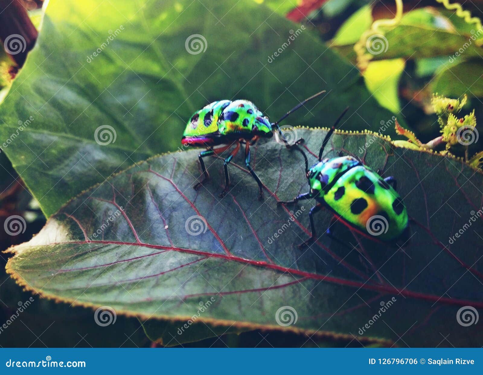 Couples d'insectes photo stock. Image du nature, faune - 126796706