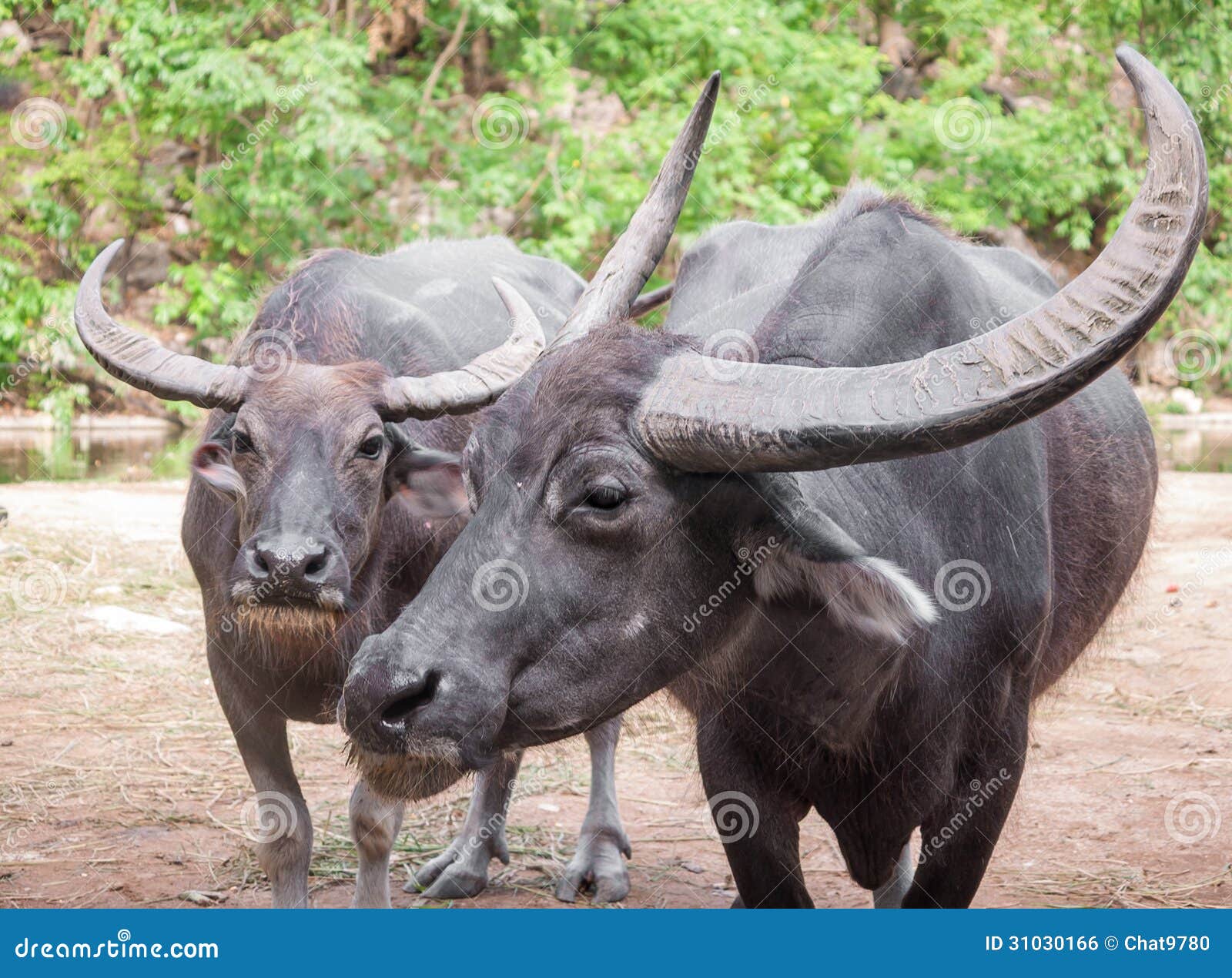Couples de Buffalo photo stock. Image du nature, buffle - 31030166