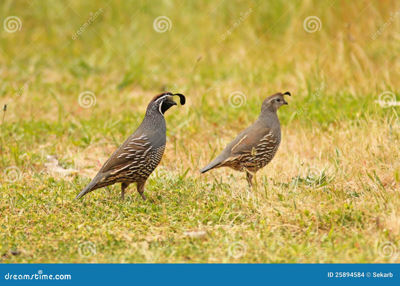 Couples de cailles photo stock. Image du paire, couples - 25894584