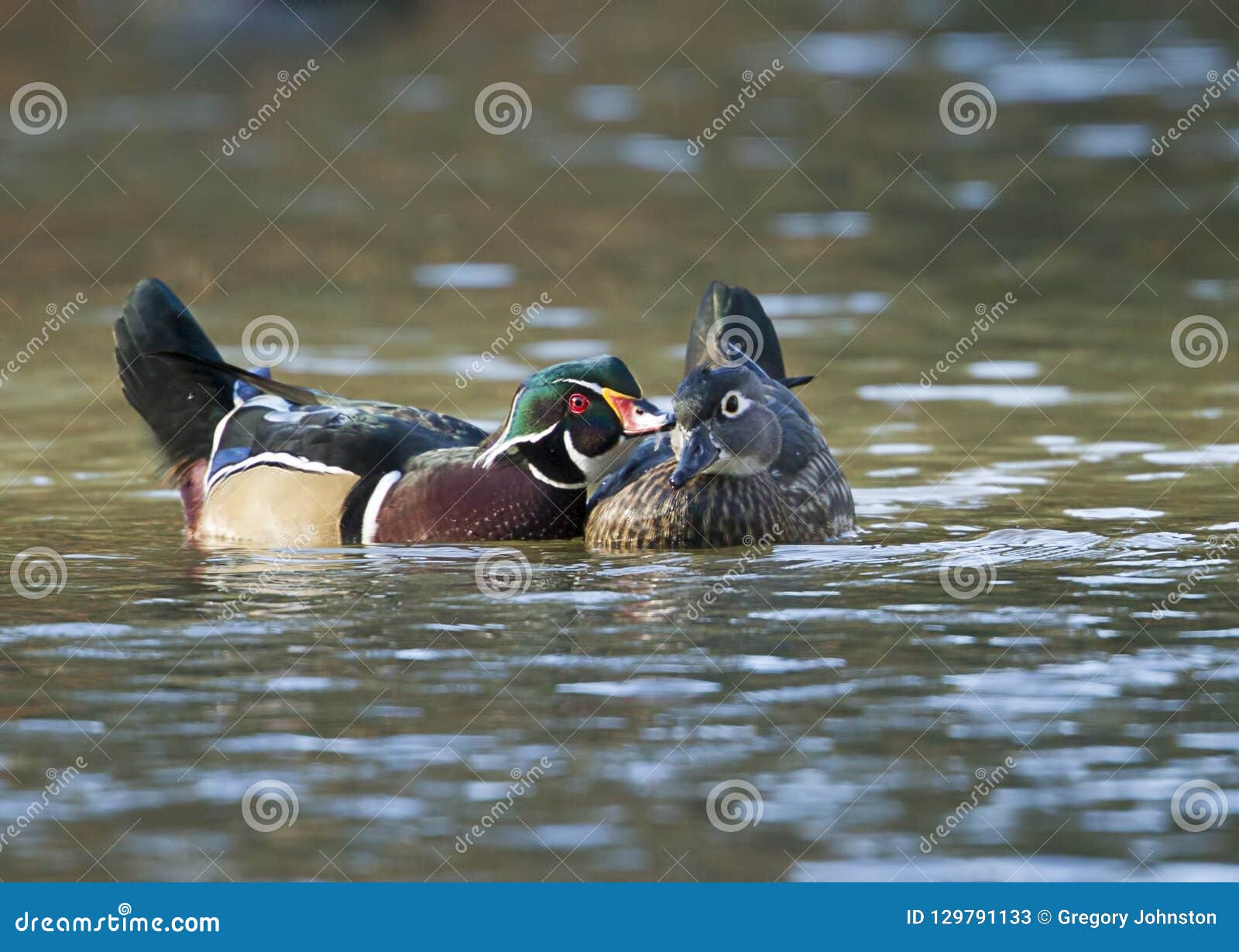Couples De Canard En Bois Agissant L'un Sur L'autre Image stock - Image ... Couples De Canard En Bois Agissant L'un Sur L'autre Image stock - Image ...