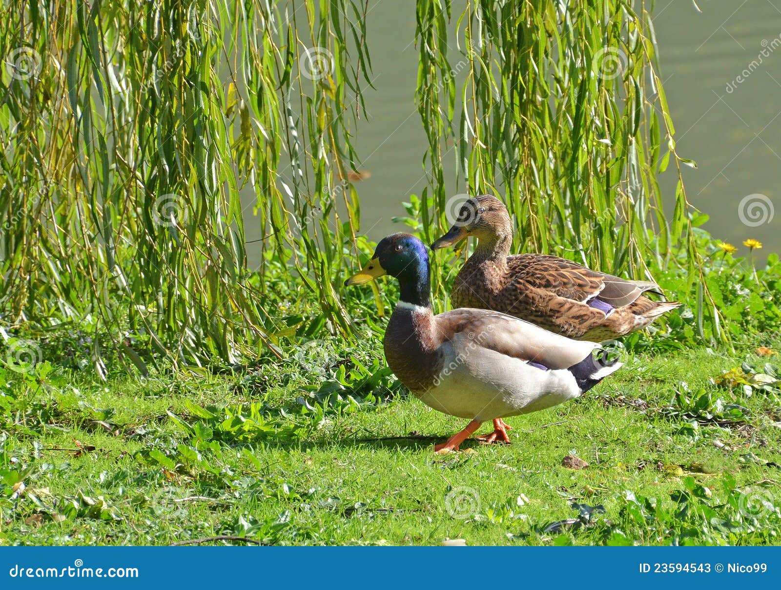 Couples de canards image stock. Image du fleuve, bien - 23594543