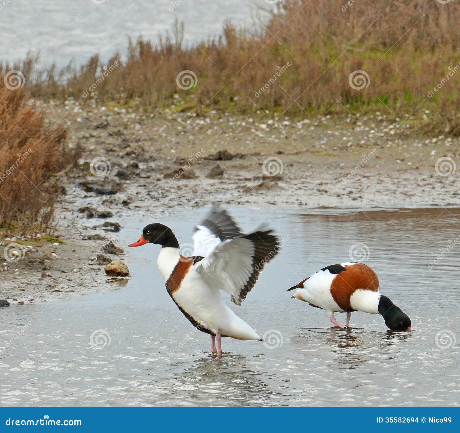 Couples De Canards Sauvages Photo stock - Image du sauvage, canard ...