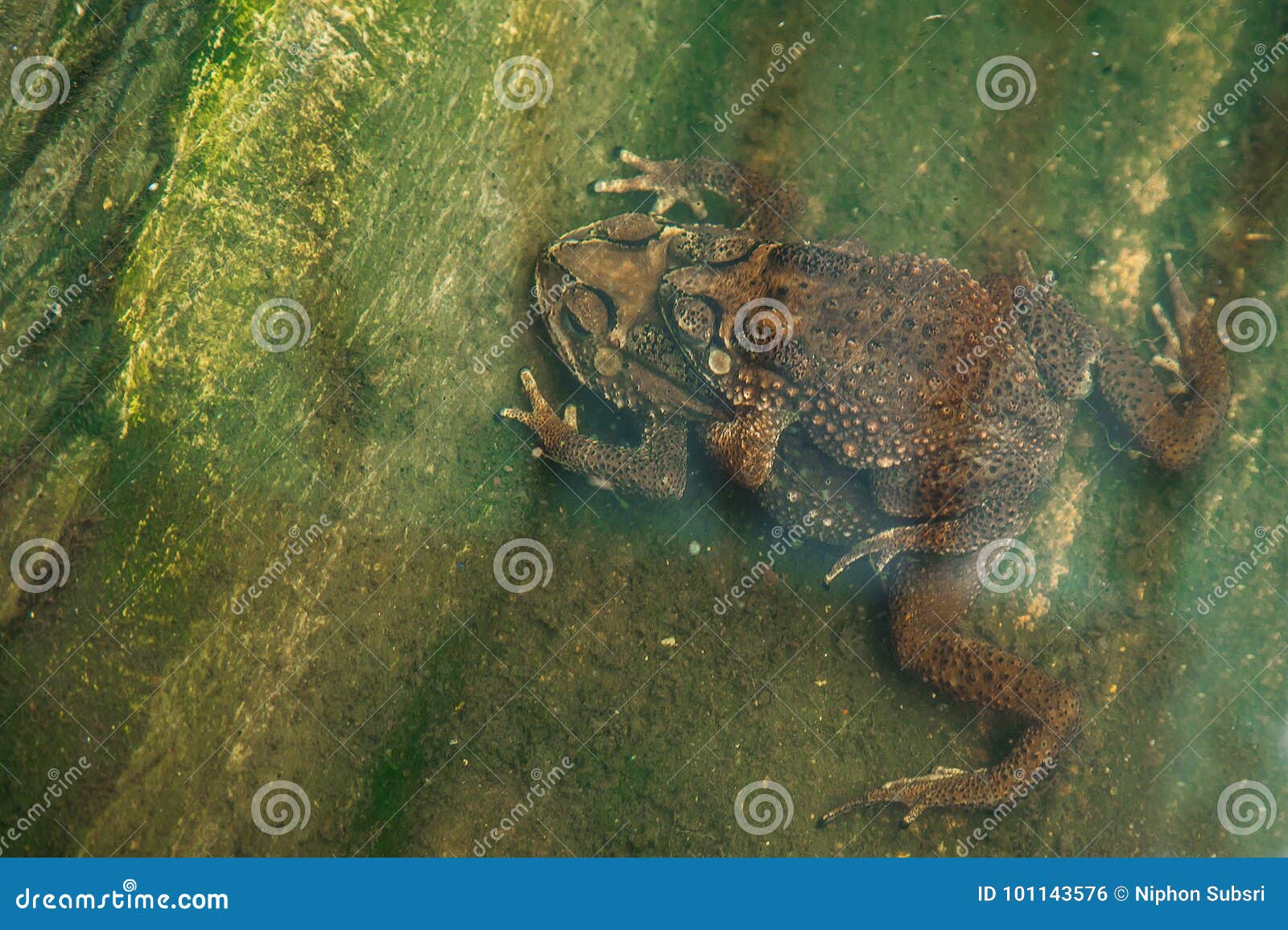 Couples De Crapaud Dans Le Crapaud D'élevage De L'eau Faisant Des Oeufs ...