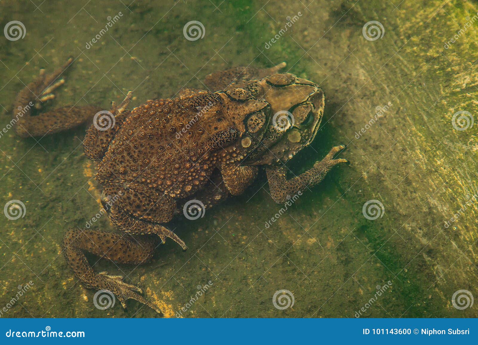 Couples De Crapaud Dans Le Crapaud D'élevage De L'eau Faisant Des Oeufs ...
