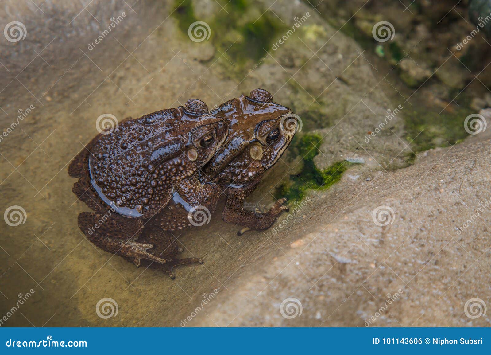 Couples De Crapaud Dans Le Crapaud D'élevage De L'eau Faisant Des Oeufs ...