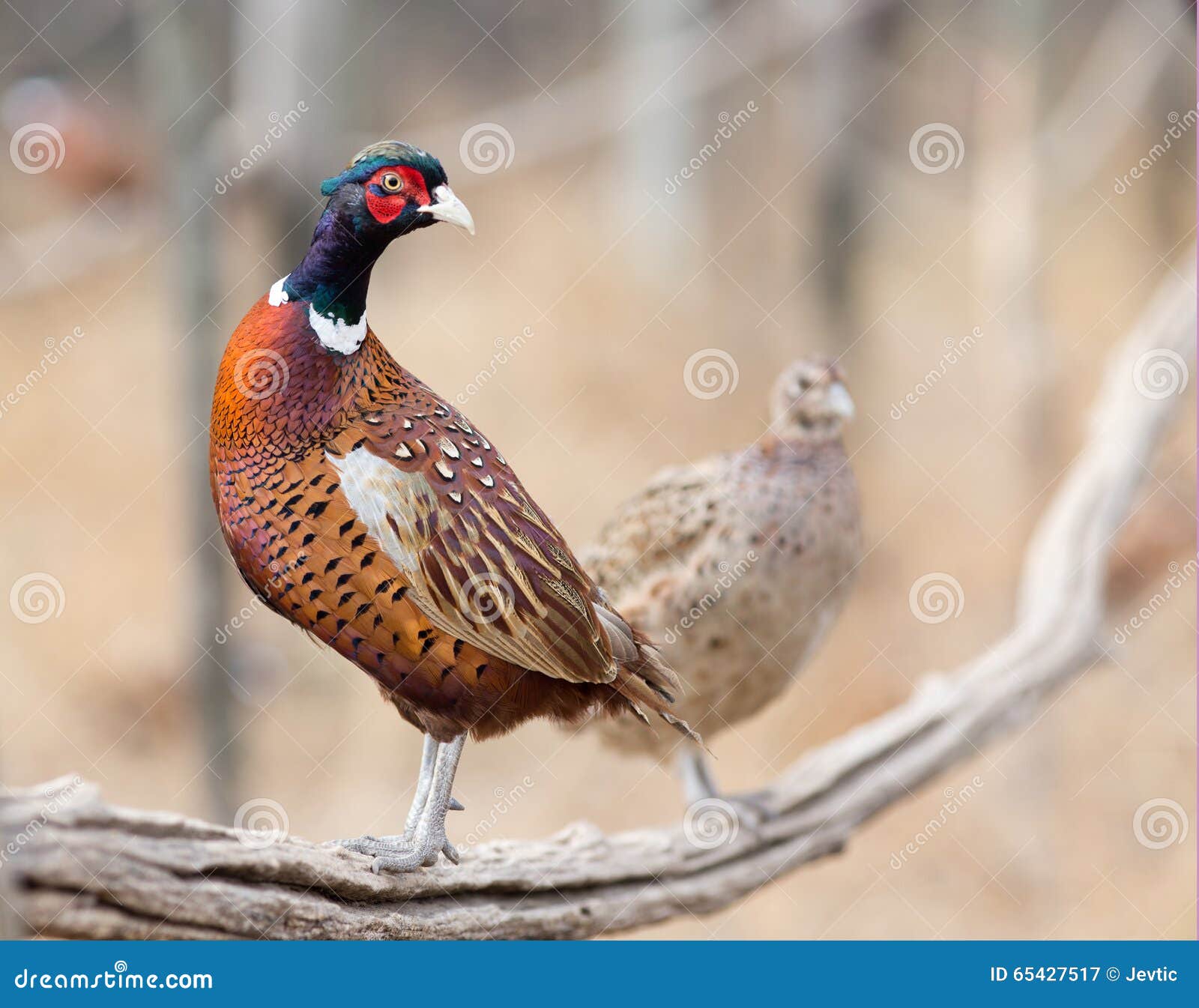 Couples De Faisan Se Tenant Dans La Branche Image stock - Image of ...