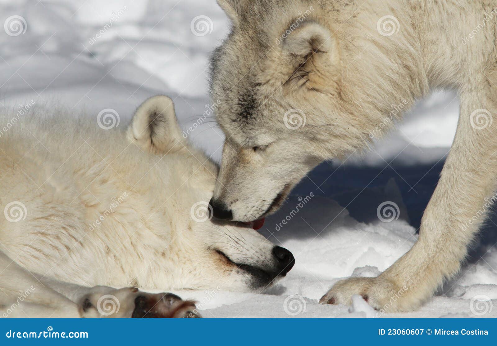 Couples de loup. image stock. Image du lames, animal - 23060607