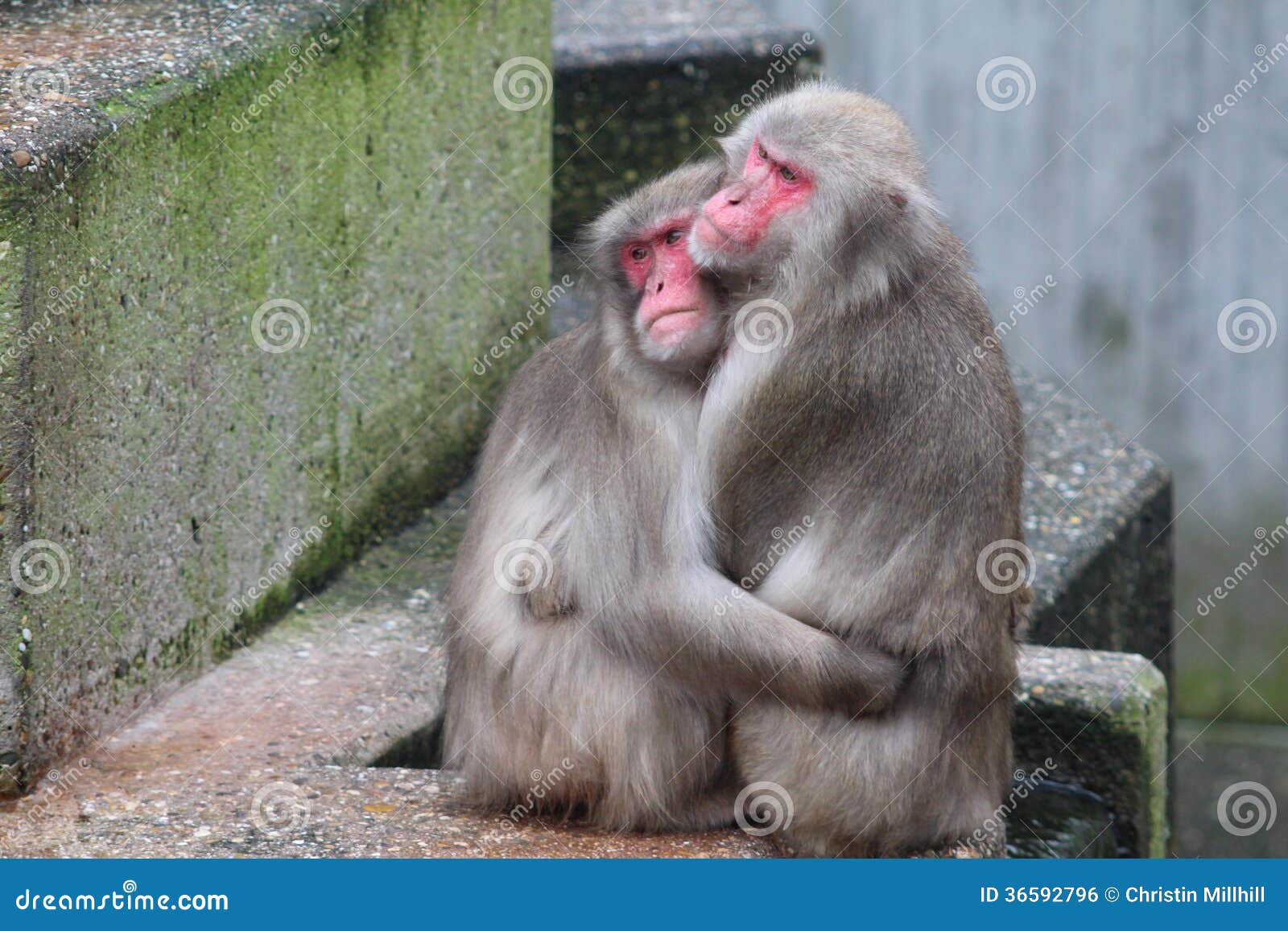 Couples de singe photo stock. Image du singe, étreindre - 36592796