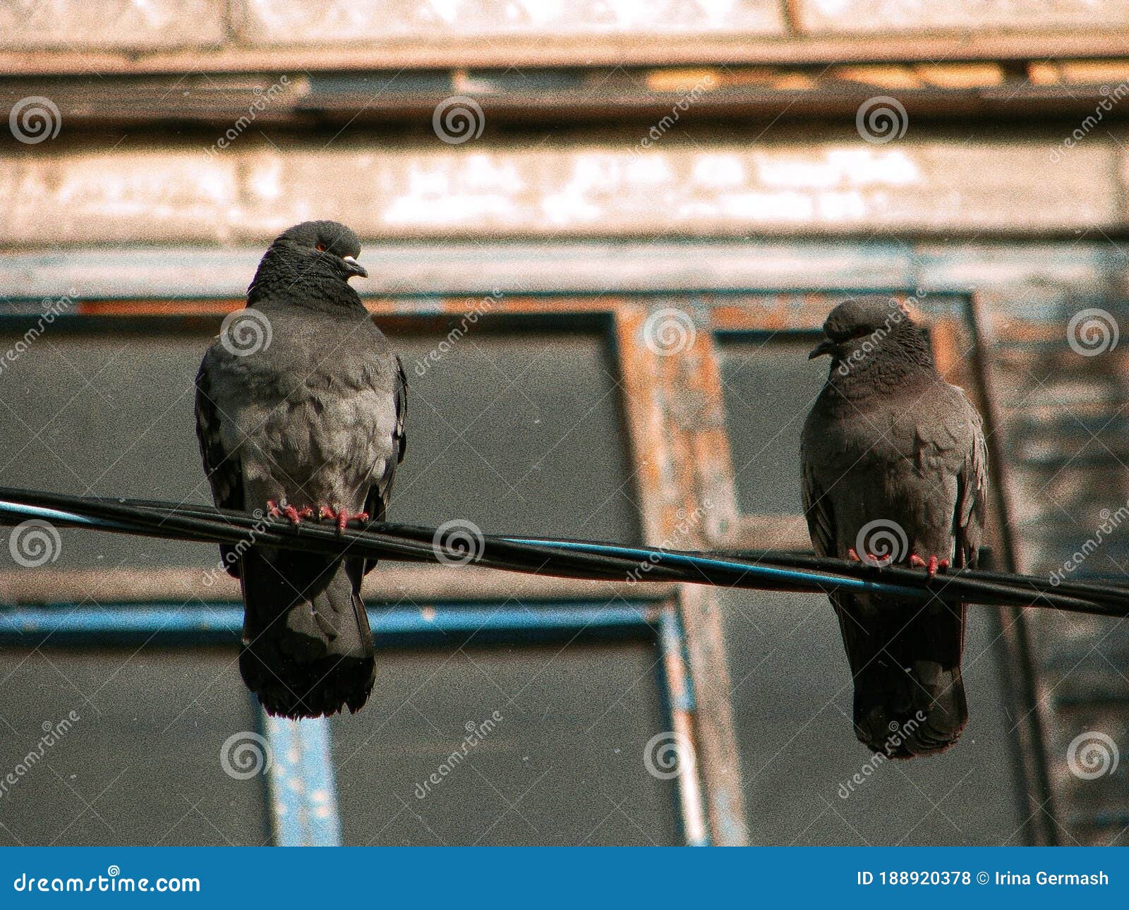 Couples Des Colombes Sur Les Fils Photo stock - Image du colombes ...