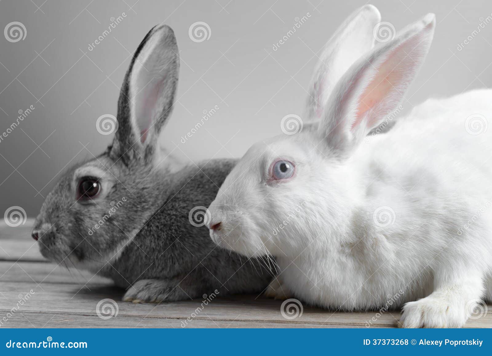 Couples des lapins photo stock. Image du fond, couples - 37373268