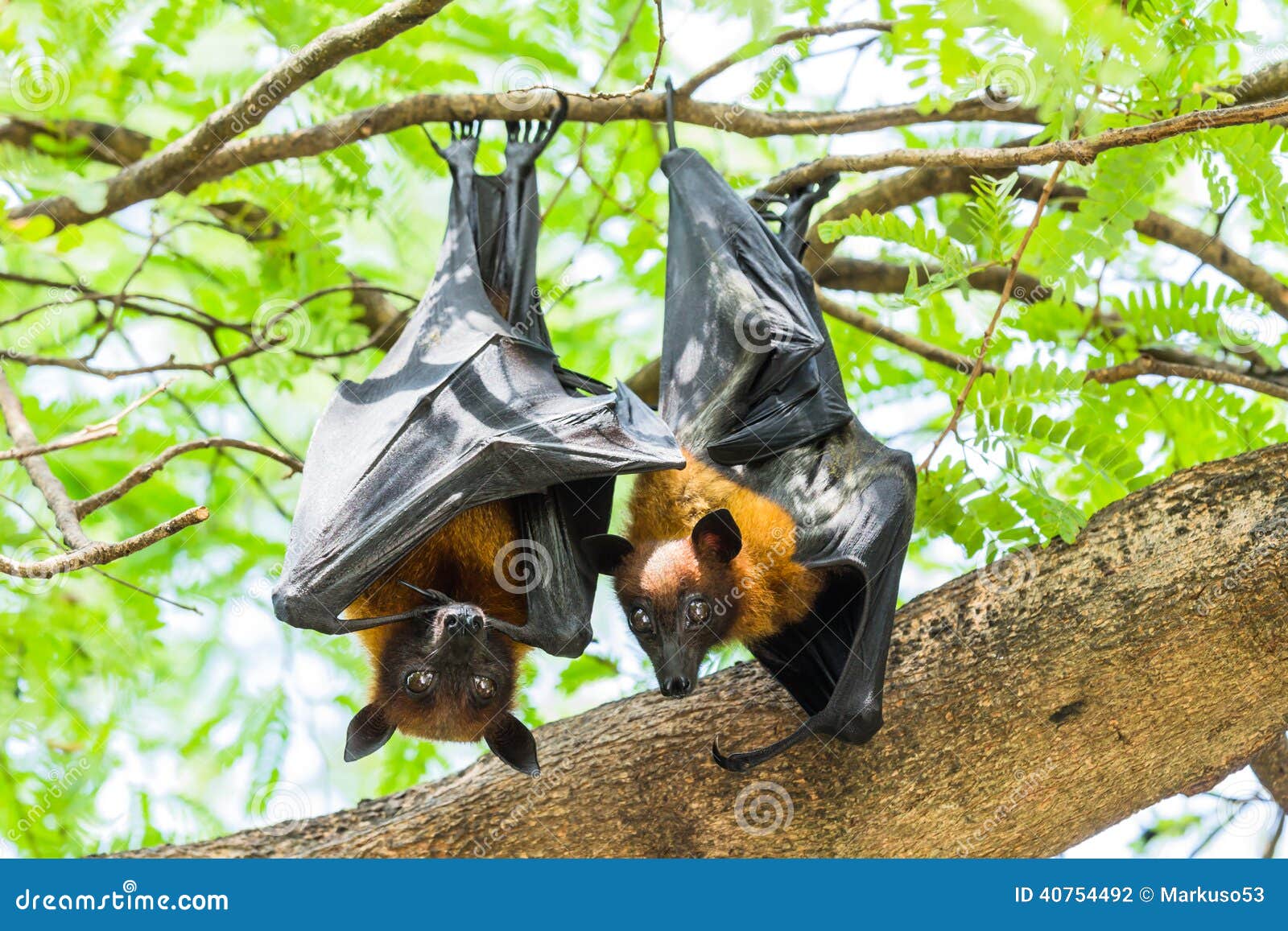 Couples Flying foxes stock photo. Image of forest, flyingfox - 40754492