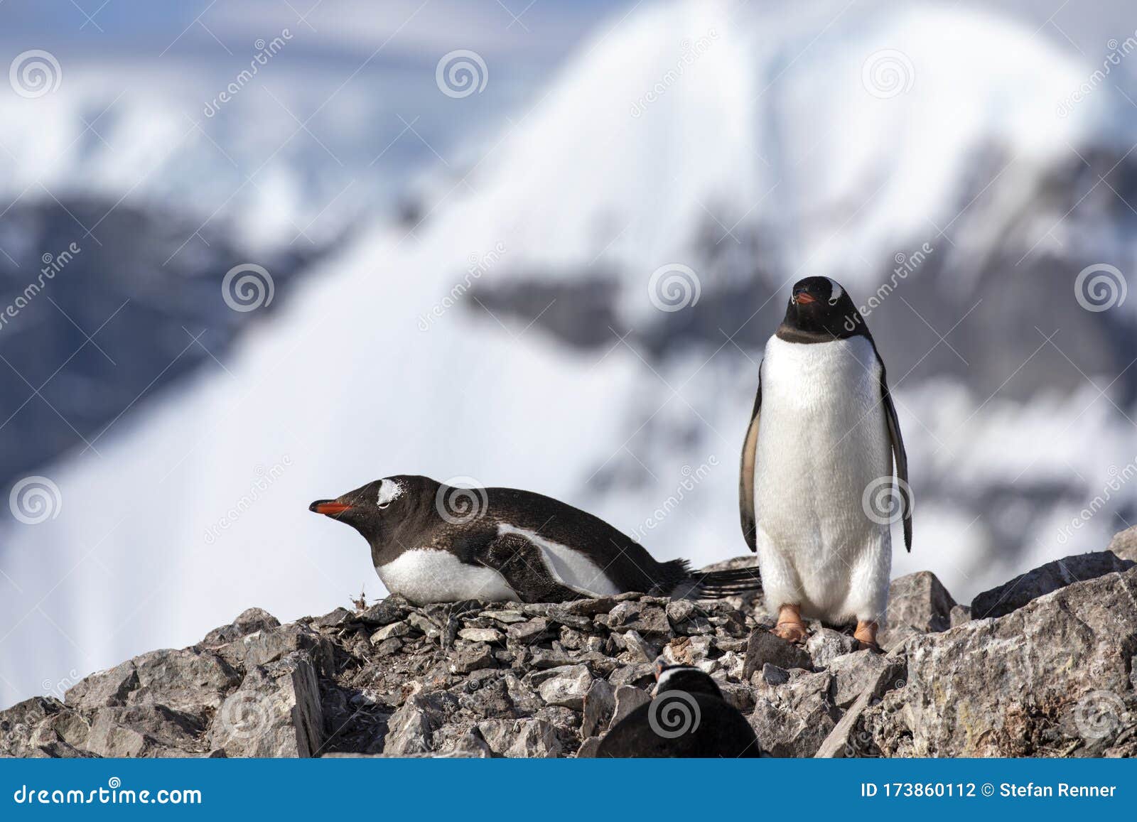 Penguin is brooding stock photo. Image of fracture, calm - 173860112