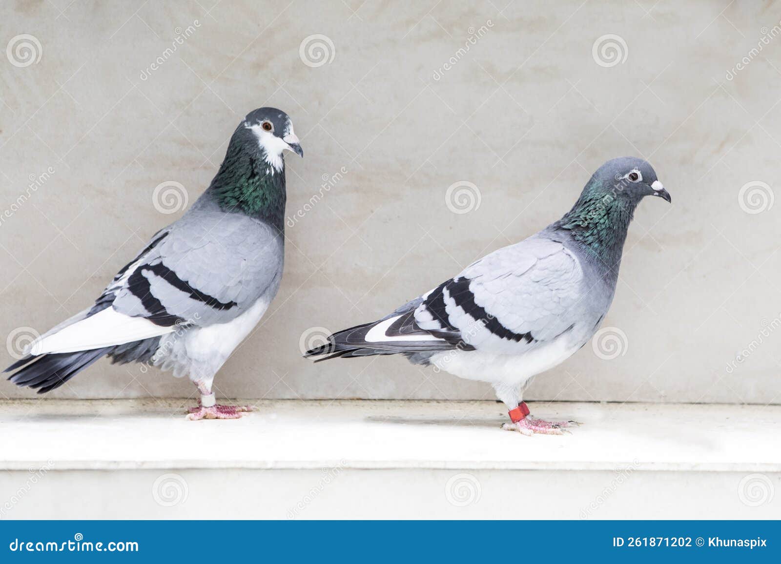 Couples of Homing Pigeon in Home Loft Stock Photo - Image of blue, full ...