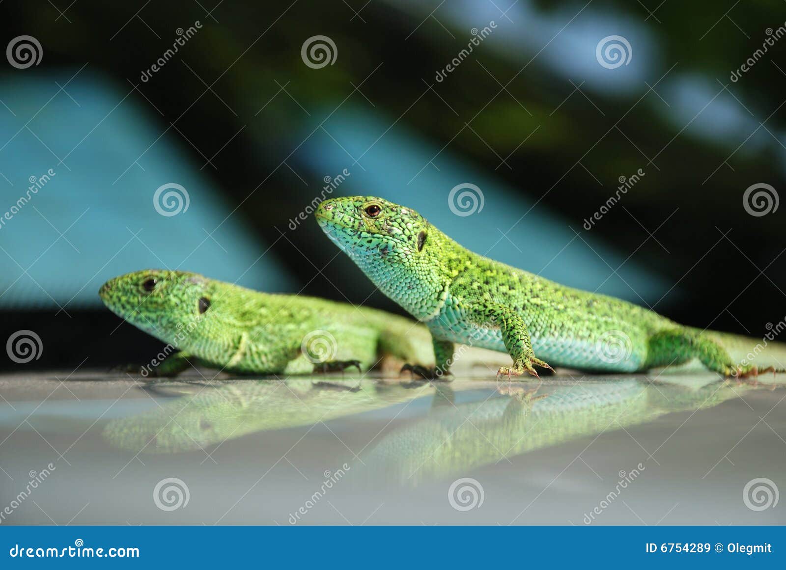 Couples of Lizards Against Blurred Background Stock Image - Image of ...
