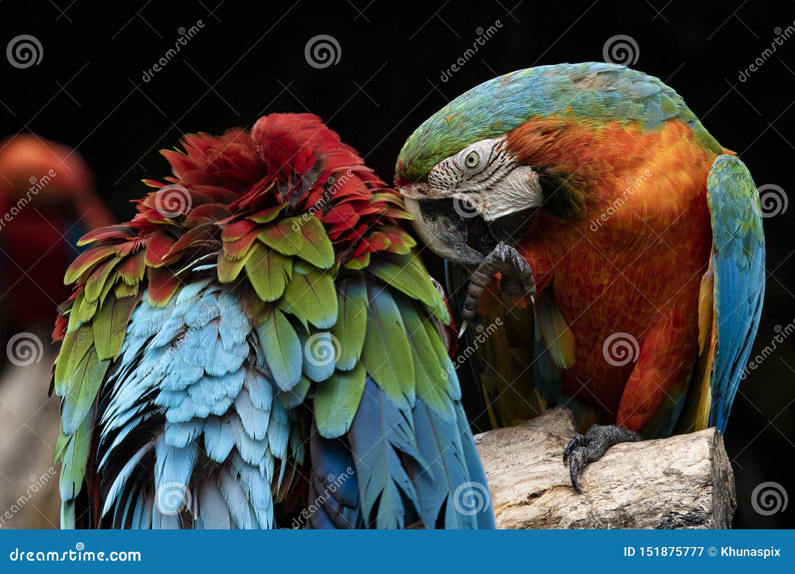 Couples of Red Scarlet Macaws Birds Perching on Tree Branch Stock Image ...