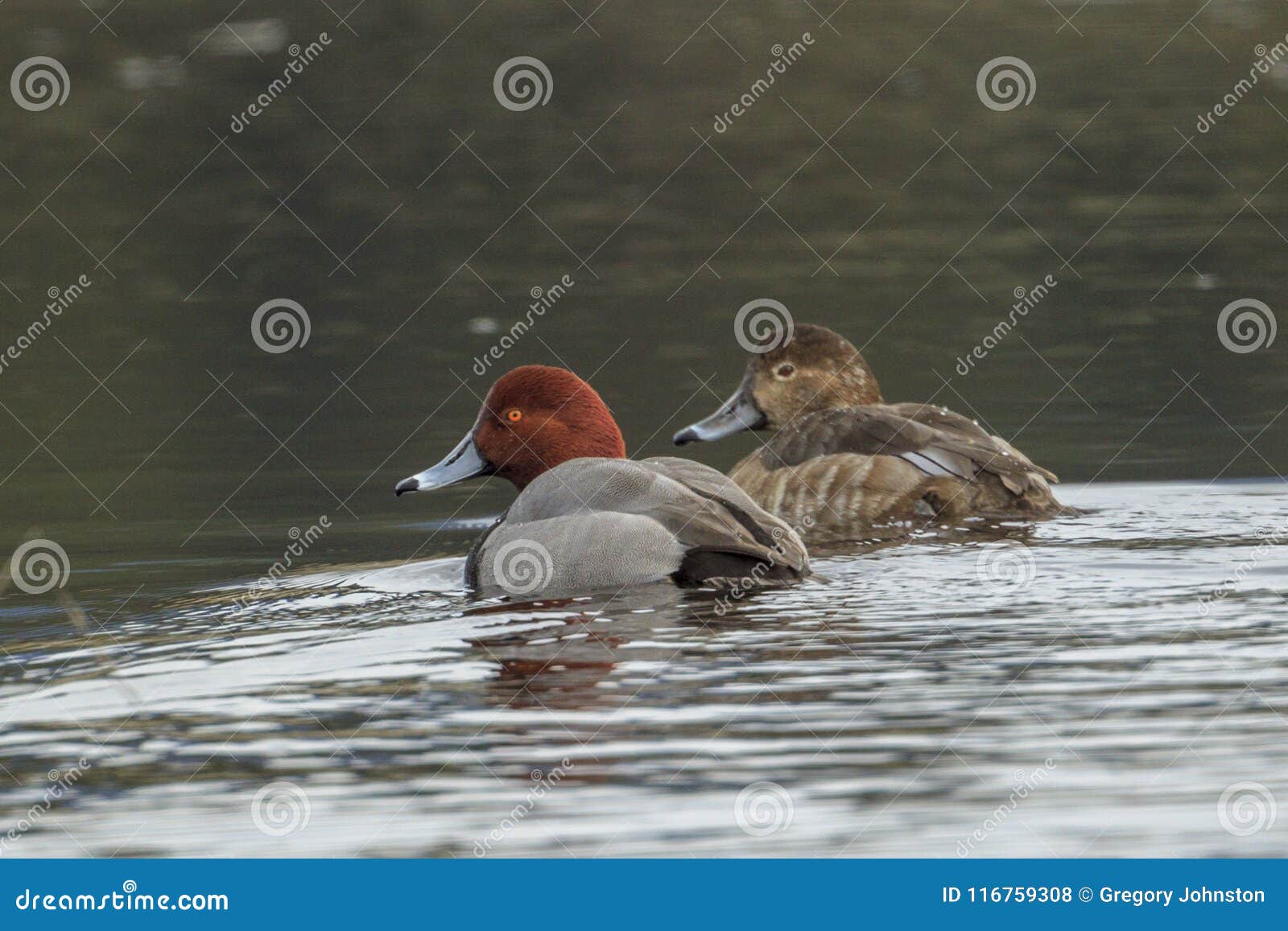 Couples Roux De Canard Dans L'eau Photo stock - Image du habitat ...