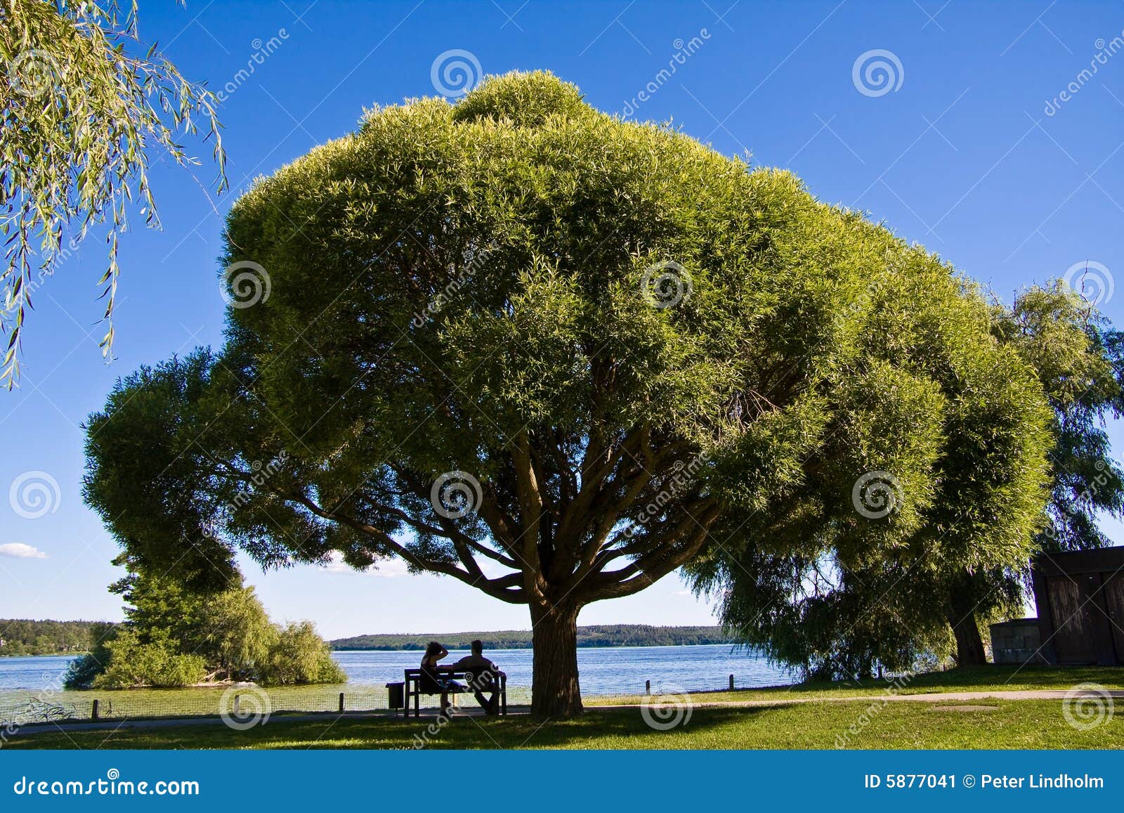 Couples under big tree stock image. Image of picnic, couple - 5877041