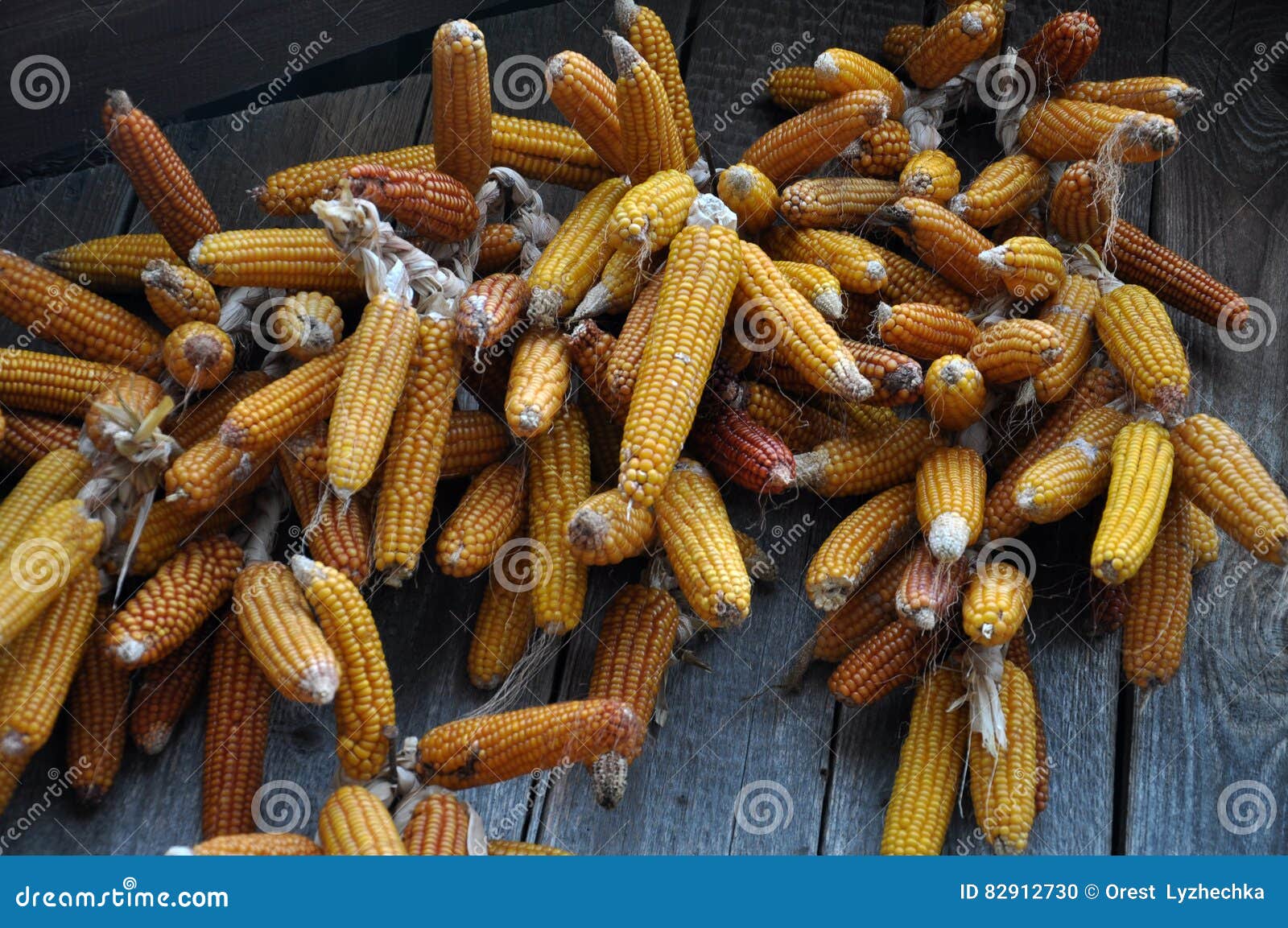 Coupling with Corn on the Wall_4 Stock Photo - Image of grain, farmer ...