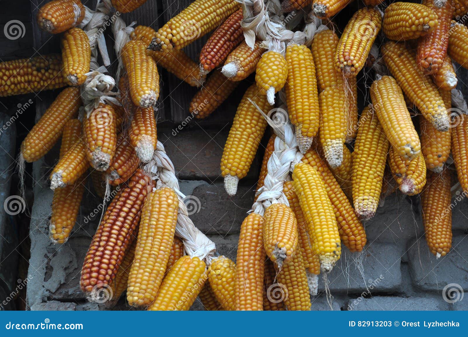 Coupling with Corn on the Wall_6 Stock Image - Image of flour, grain ...