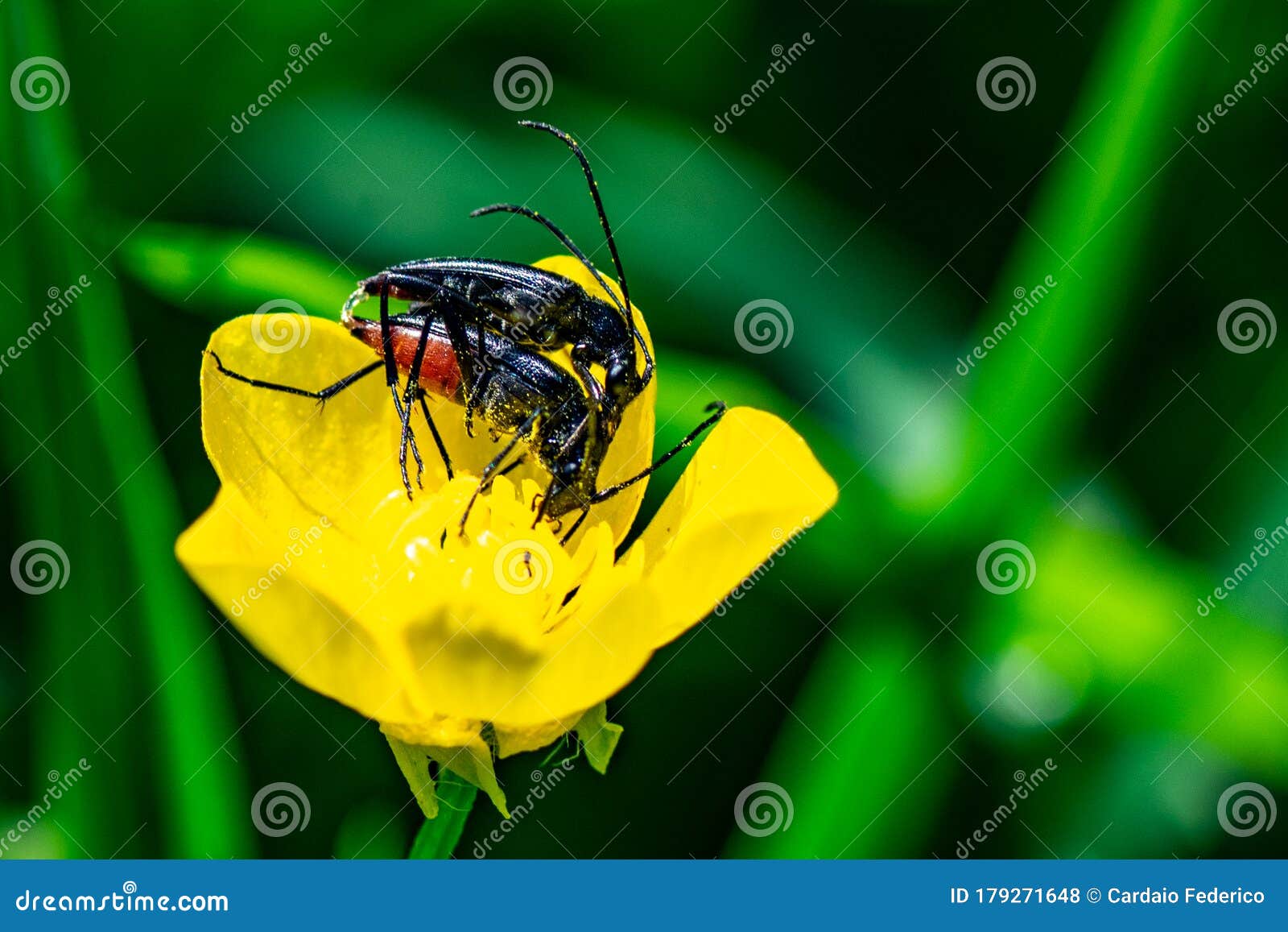 Red Wheel Bug Insects Stock Photography | CartoonDealer.com #32896148