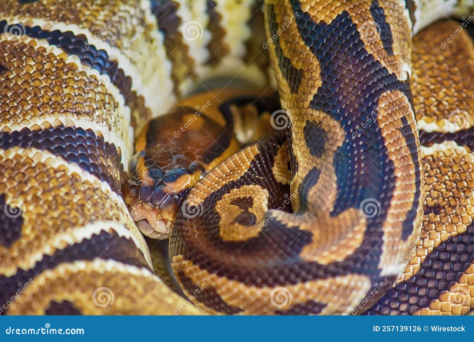 Courbe En Python Birman Sur Le Sable. Photo stock - Image du nature ...