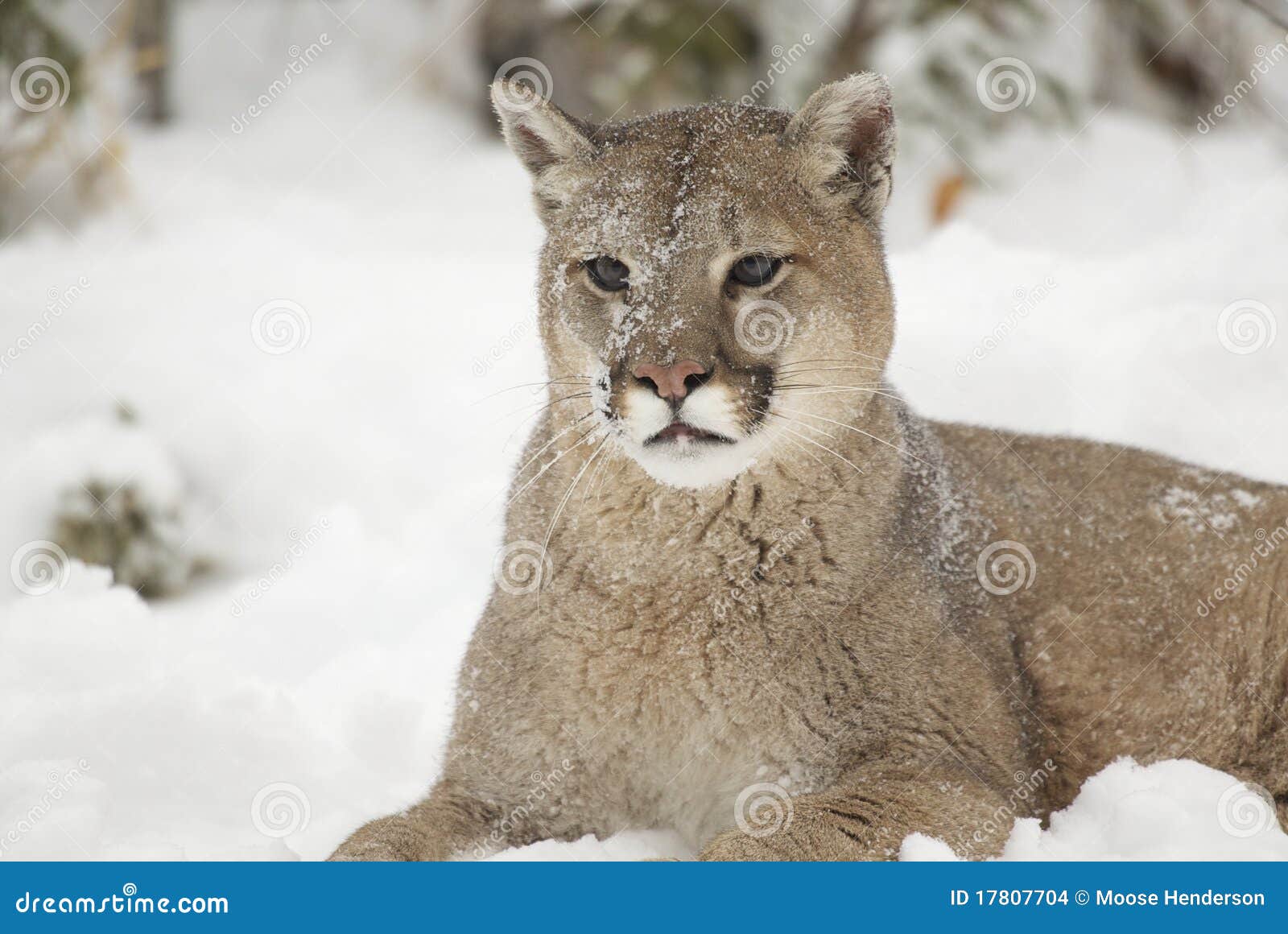 Courgar or Puma in Snow stock photo. Image of beast, cold - 17807704
