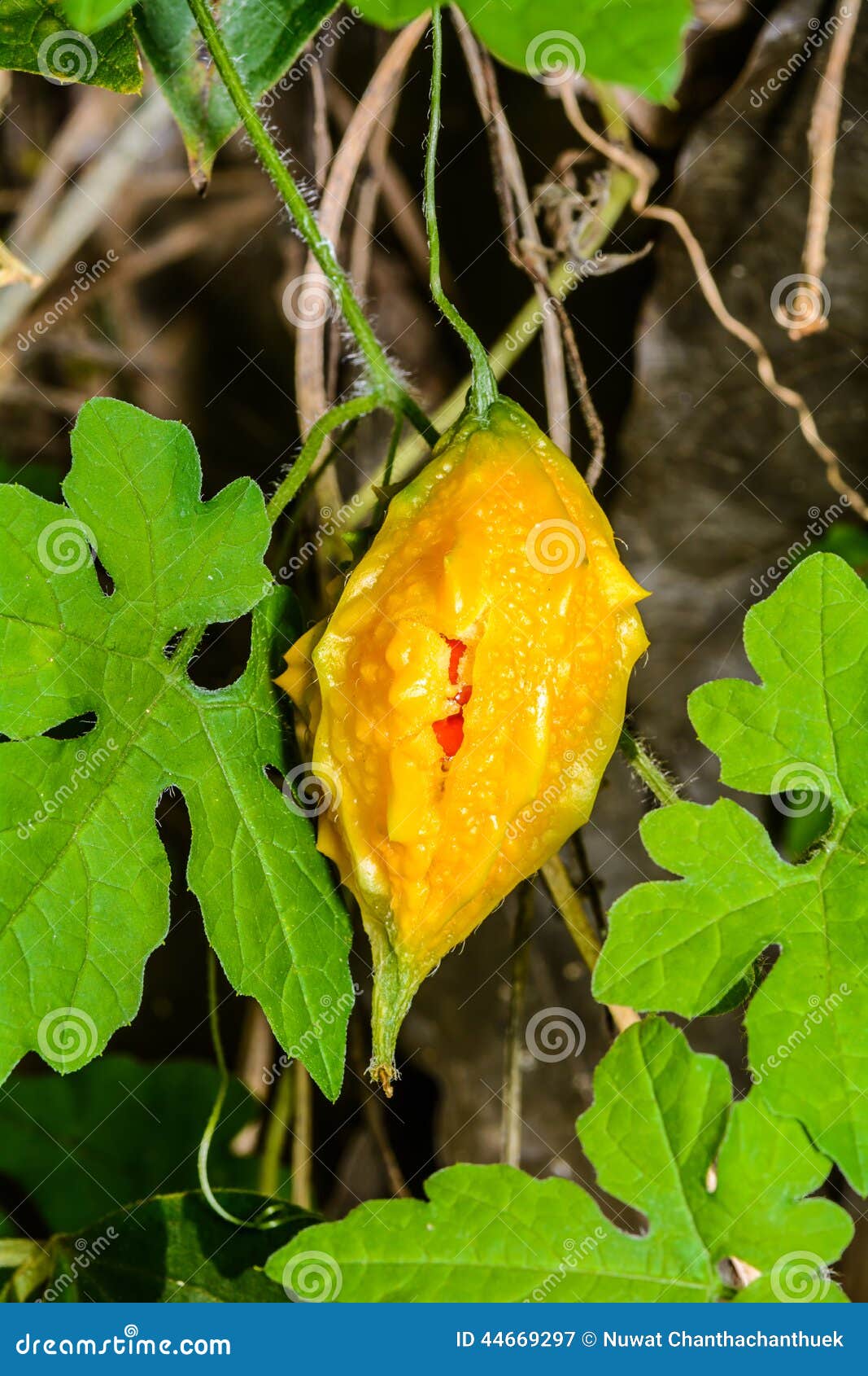 Courge amère image stock. Image du jardin, feuillage - 44669297