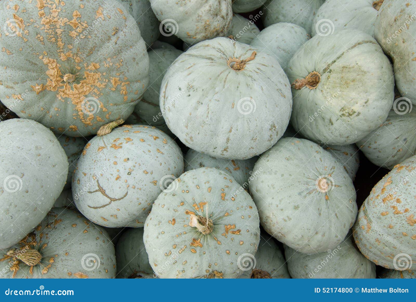 Courge Bleue/de Vert Hubbard Photo stock - Image du produit, taches ...