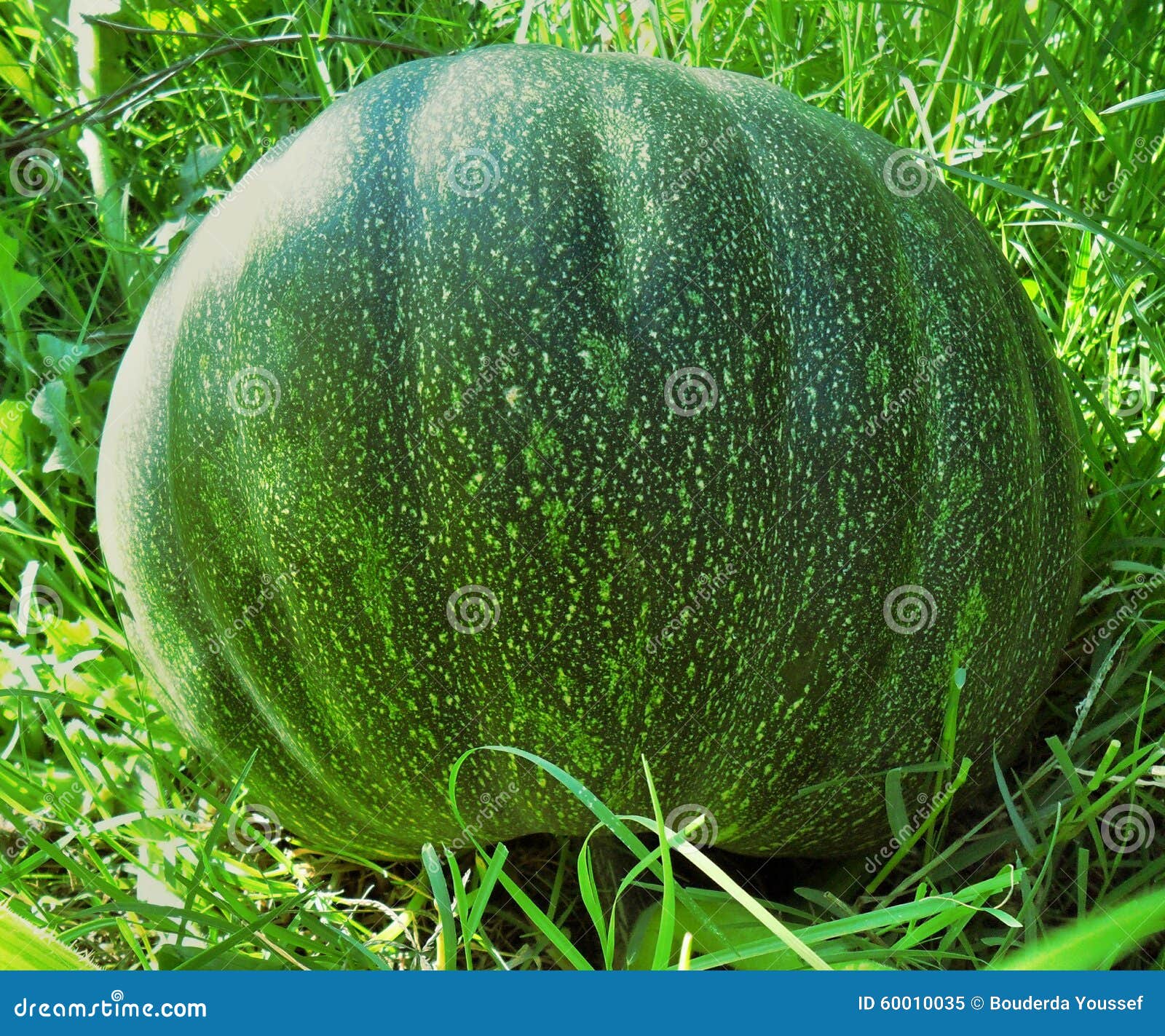 Courge stock image. Image of food, pure, mediterranee - 60010035