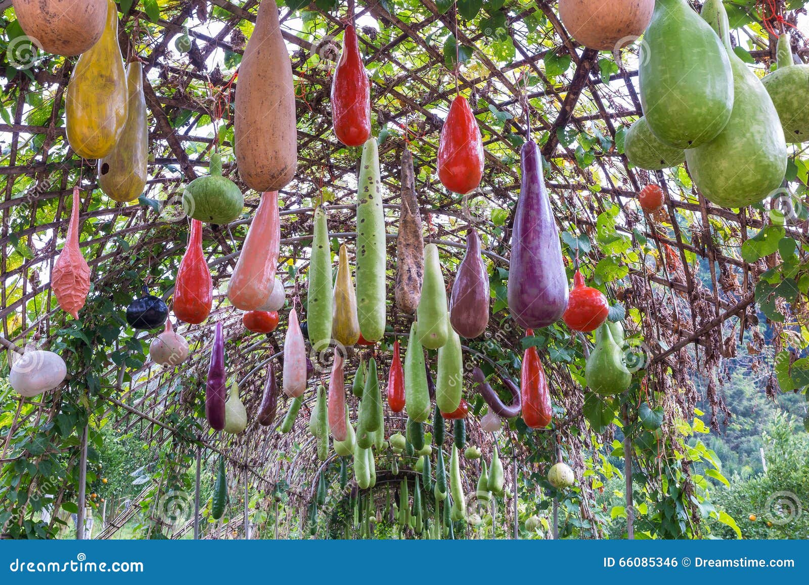 Courge De Bouteille, Courge De Calebasse, Fruit Et Arbres Photo stock ...
