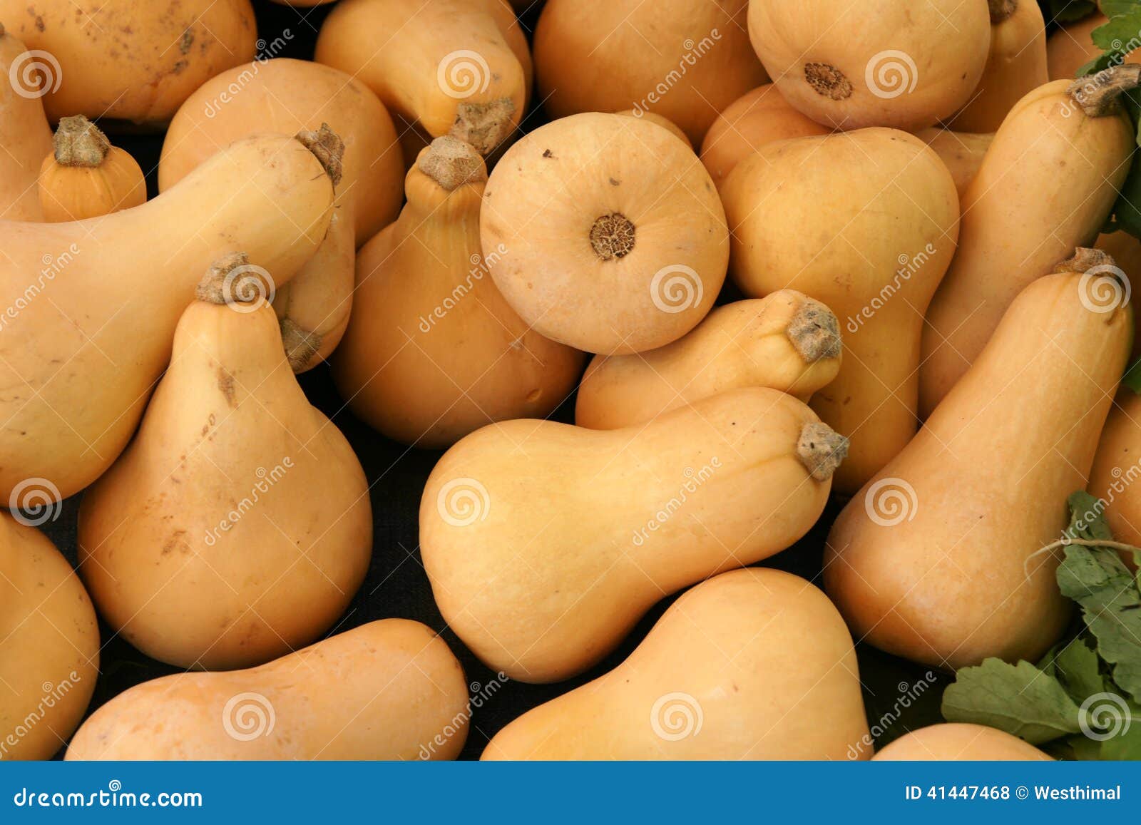 Courge De Butternut, Potiron De Butternut Photo stock - Image du rose ...