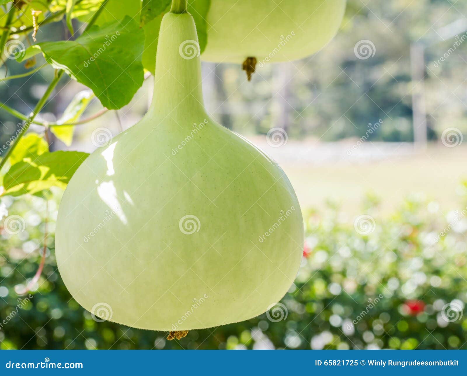 Courge De Calebasse (courge De Bouteille) Image stock - Image du ...