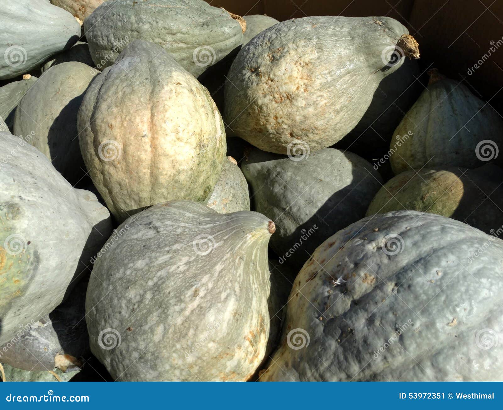 Courge De Hubbard Bleue, Maximum 'Hubbard Bleu' De Cucurbita Image ...