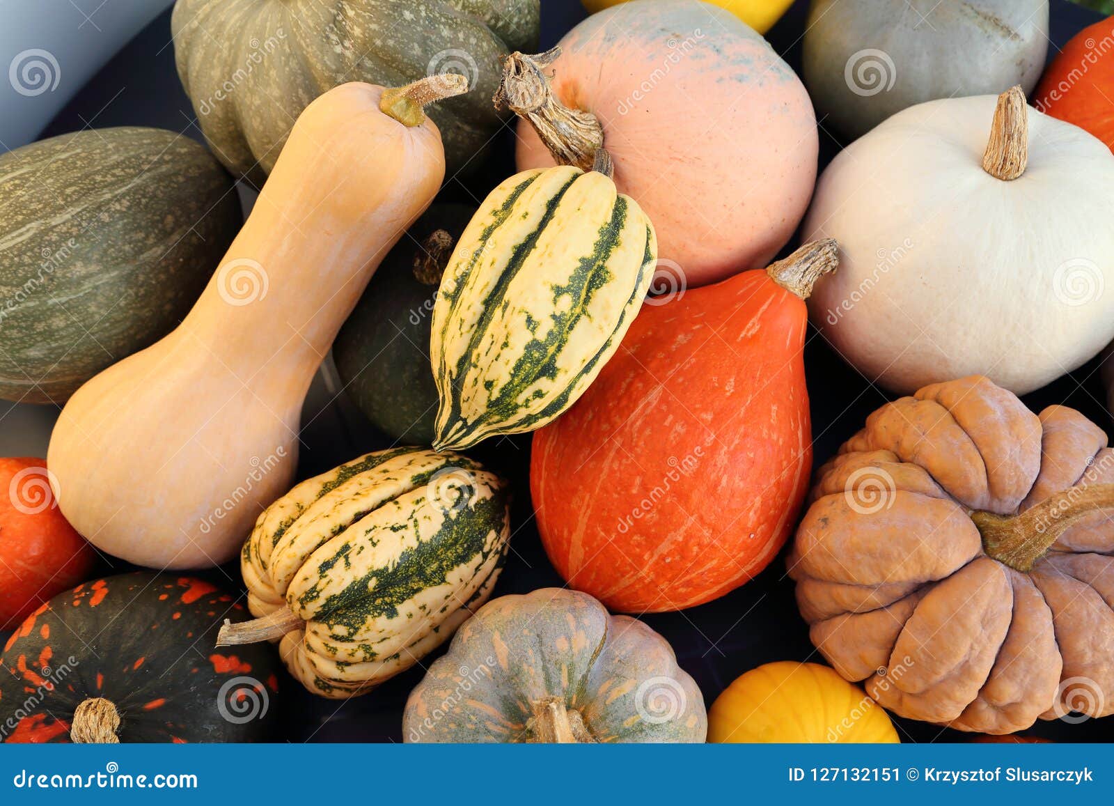 Courge et potirons image stock. Image du divers, courgette - 127132151