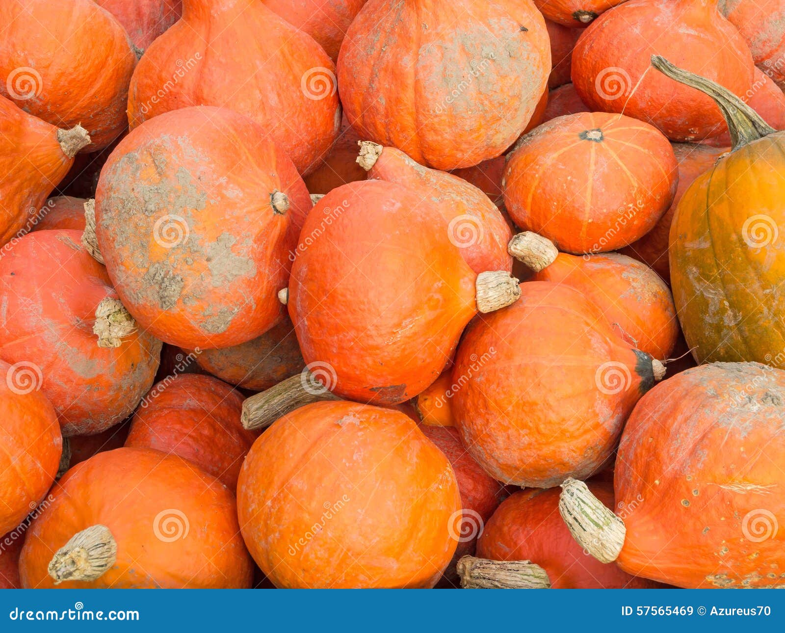 Courge rouge de kuri image stock. Image du légume, agriculture - 57565469