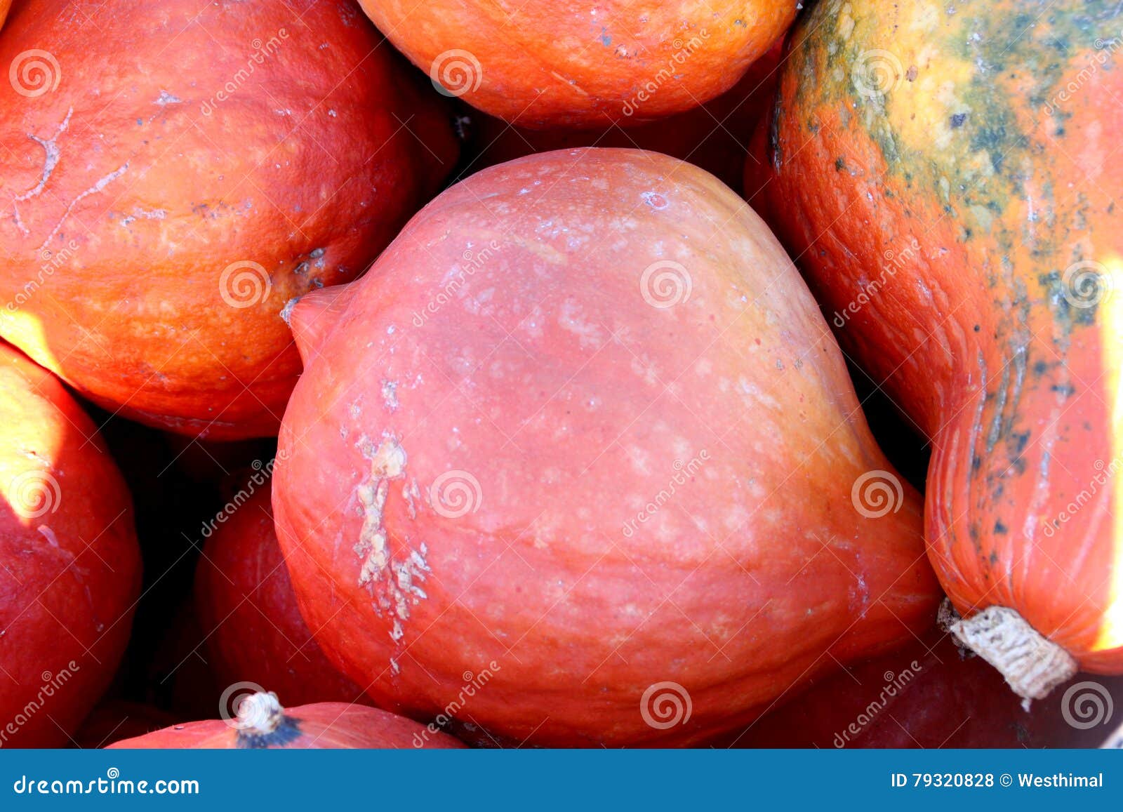 Courge Rouge De Kuri, Courge Japonaise, Maximum De Cucurbita Photo ...