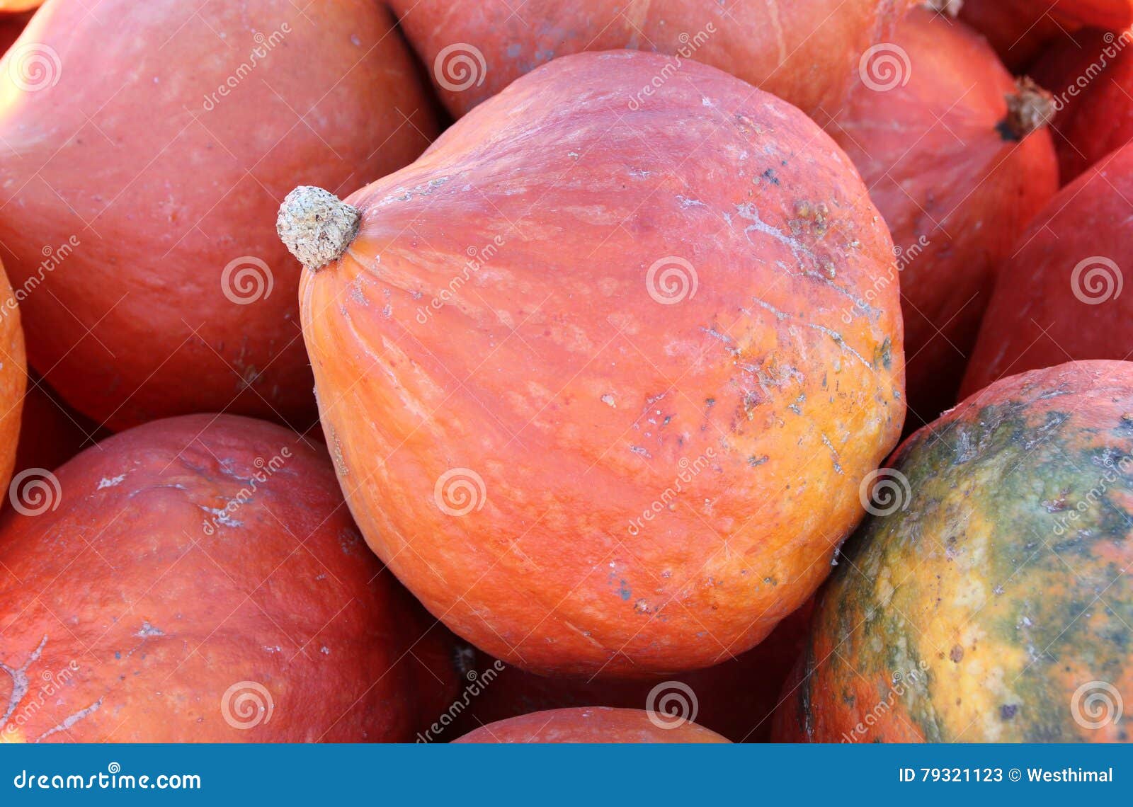 Courge Rouge De Kuri, Courge Japonaise, Maximum De Cucurbita Image ...