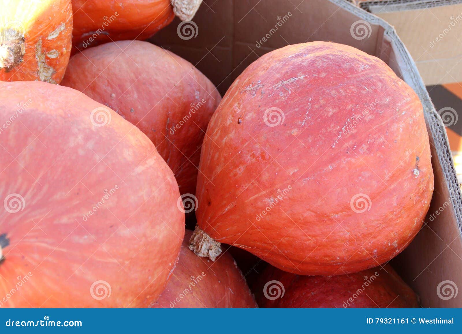 Courge Rouge De Kuri, Courge Japonaise, Maximum De Cucurbita Image ...