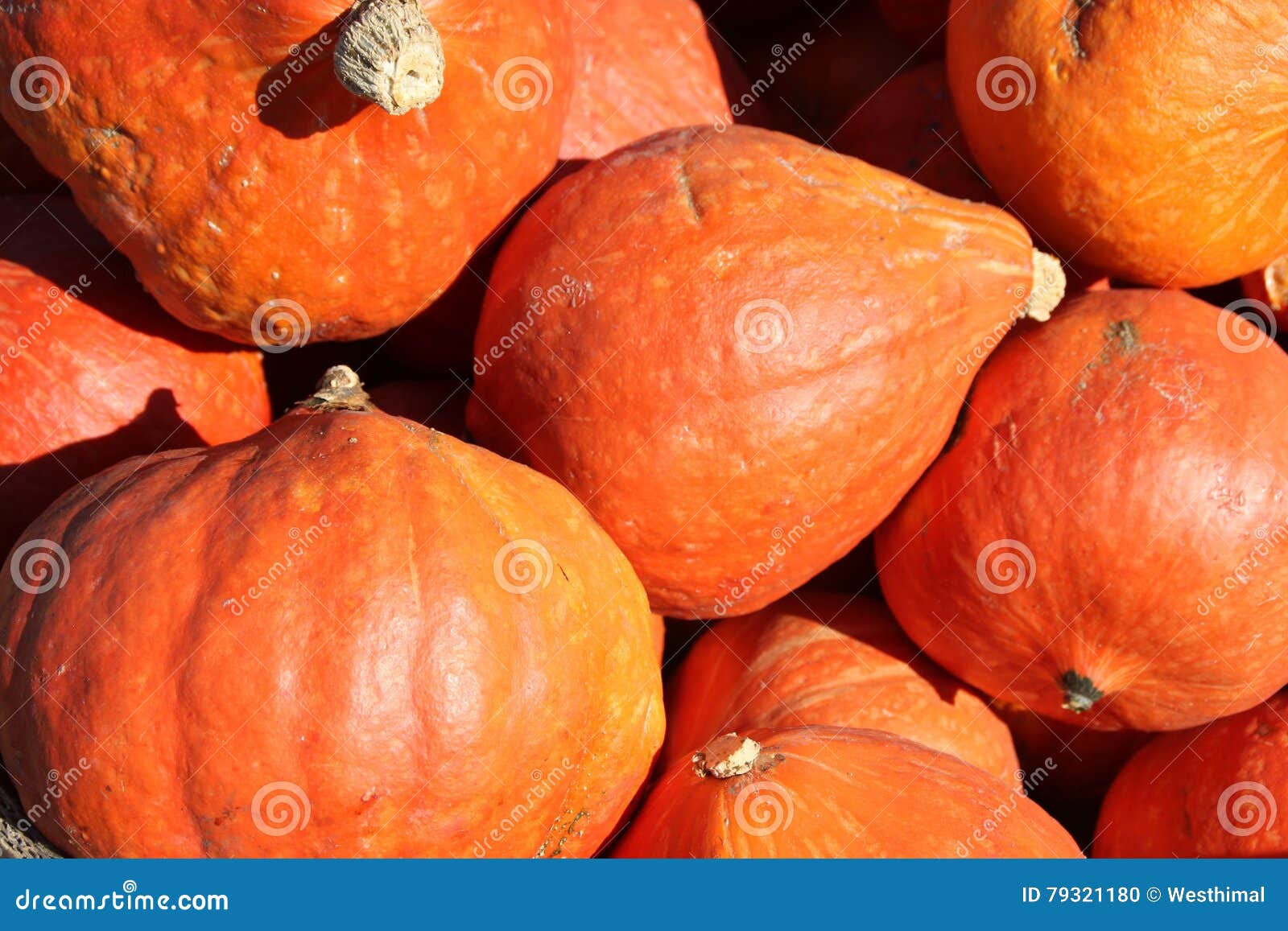 Courge Rouge De Kuri, Courge Japonaise, Maximum De Cucurbita Photo ...