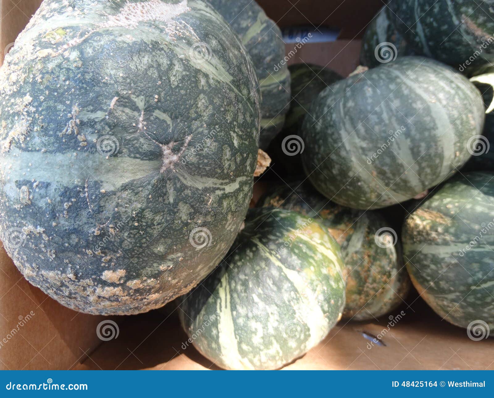 Courge Verte De Kabocha, Maximum De Cucurbita Photo stock - Image du ...