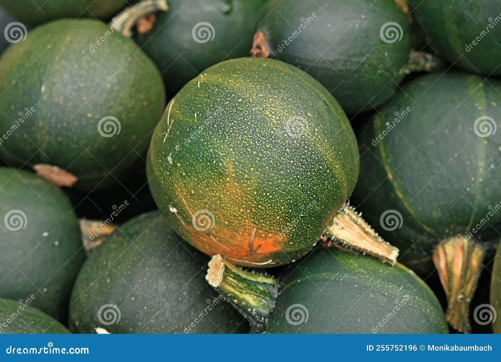 Courge verte rondini photo stock. Image du dessus, vert - 255752196