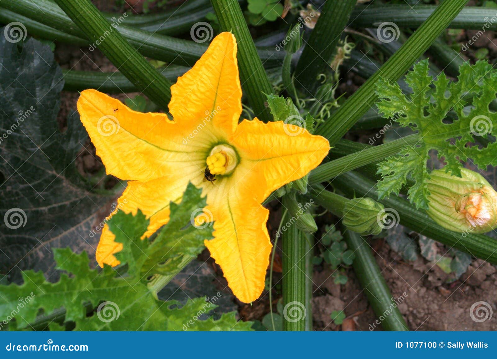 Courgette stock photo. Image of vegan, horticulture, healthy - 1077100