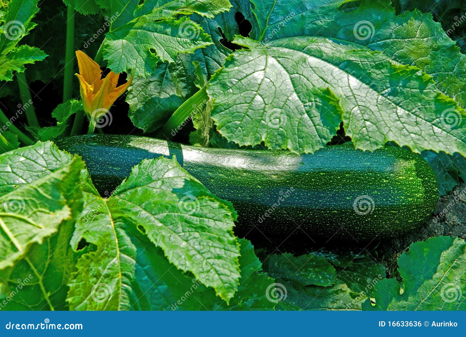 Courgette stock photo. Image of ground, natural, field - 16633636