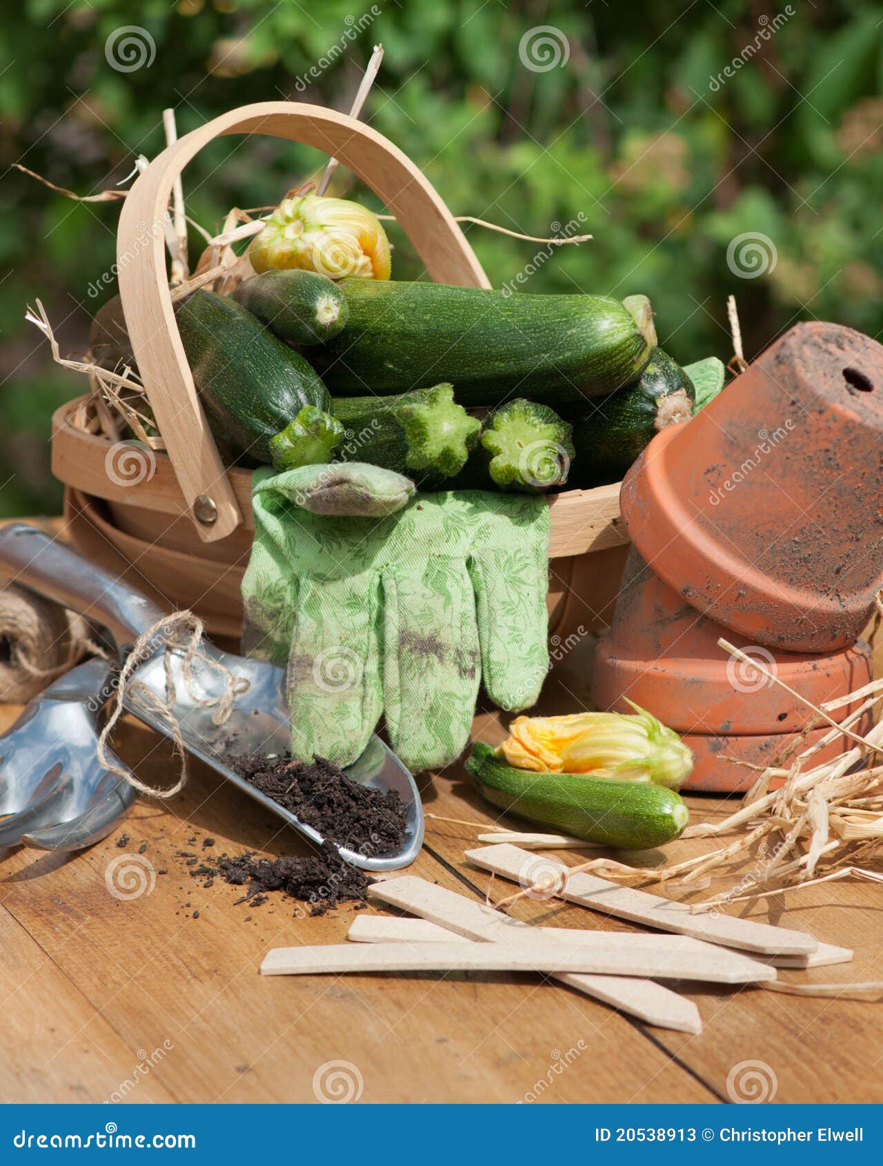 Courgette Basket with Garden Tools Stock Image - Image of straw, green ...