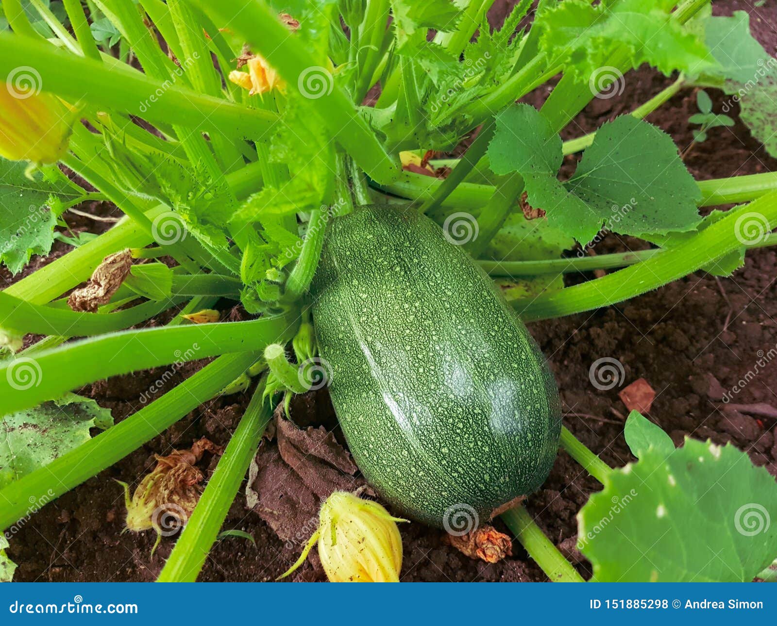 Courgette stock photo. Image of courgette, cultivation - 151885298
