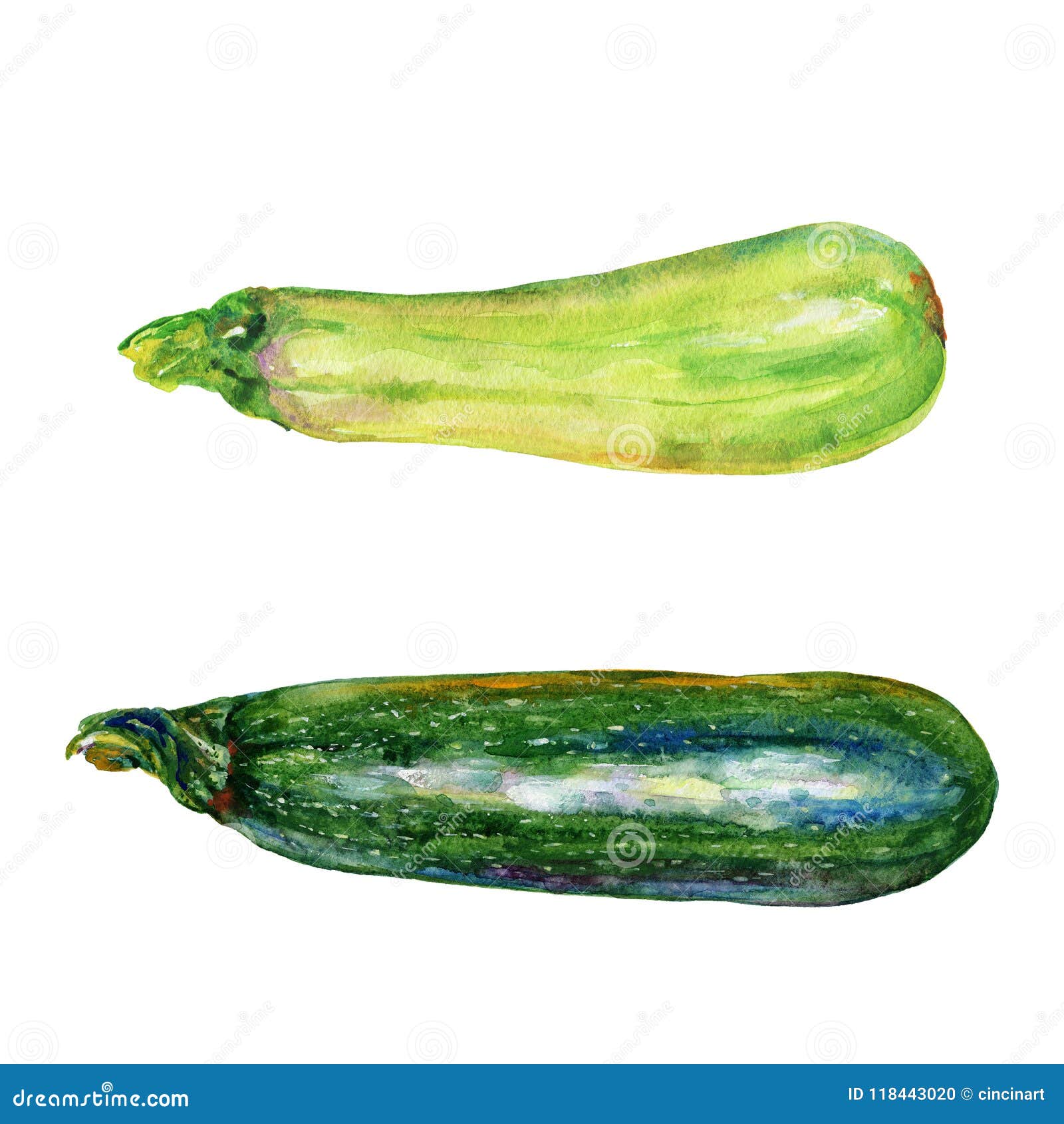 Courgette D'aquarelle, Courge Illustration Stock - Illustration du ...