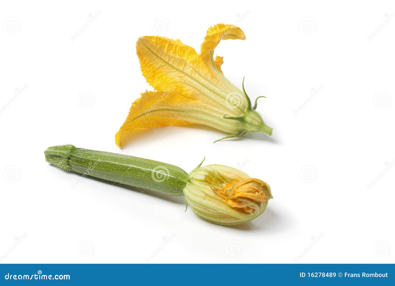 Courgette En Een Gele Bloem Stock Afbeelding - Image of zomer ...