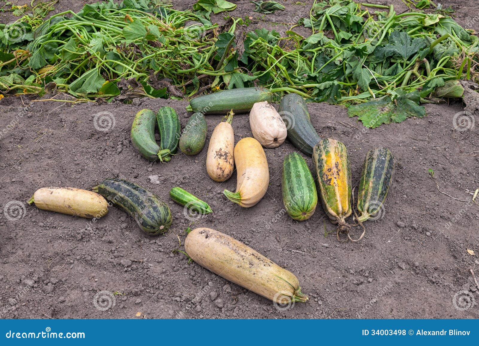 Courgette Het Groeien in De Moestuin Stock Foto - Image of voedsel ...